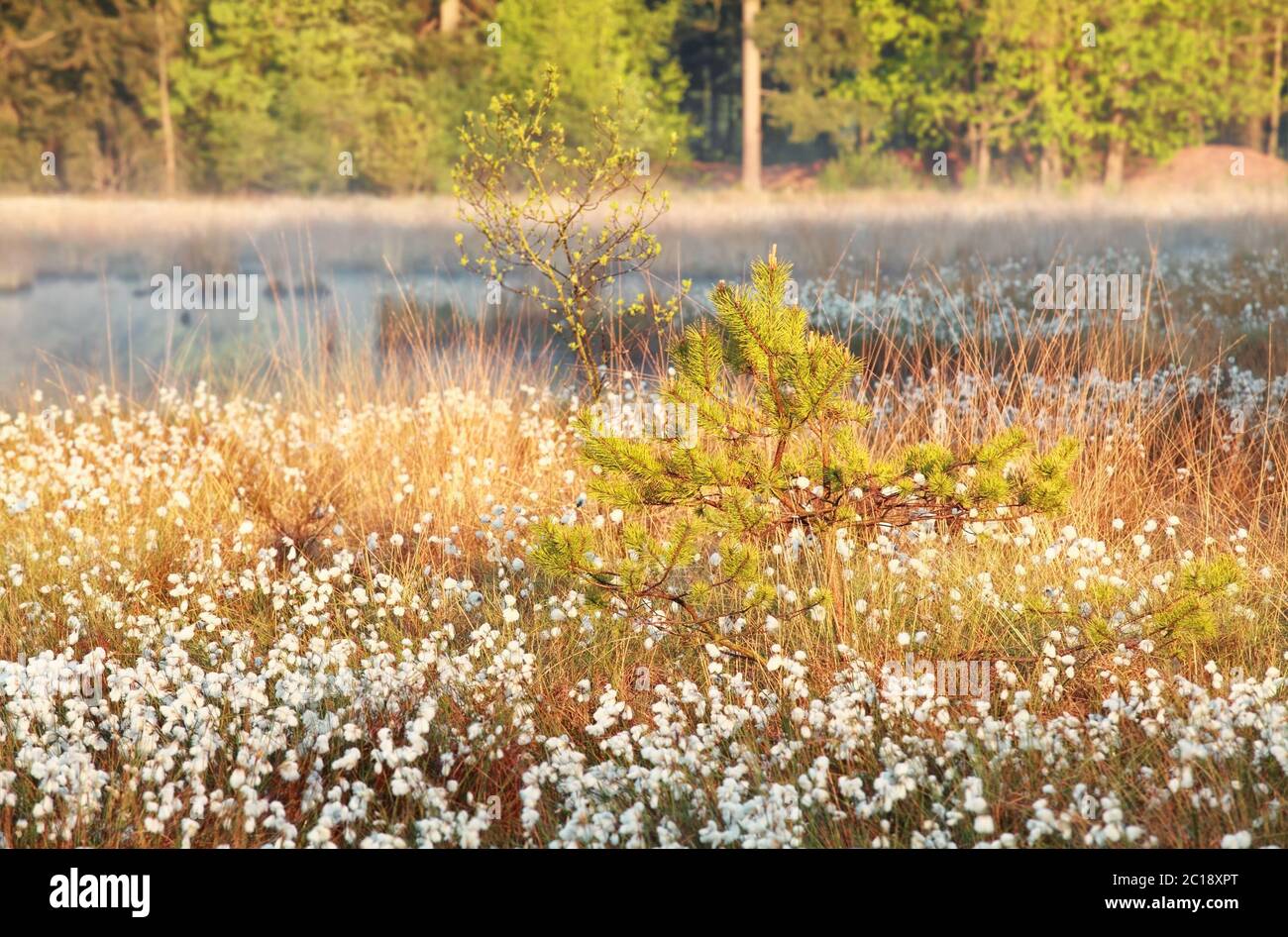 Coniferous forest on swamp hi-res stock photography and images - Alamy