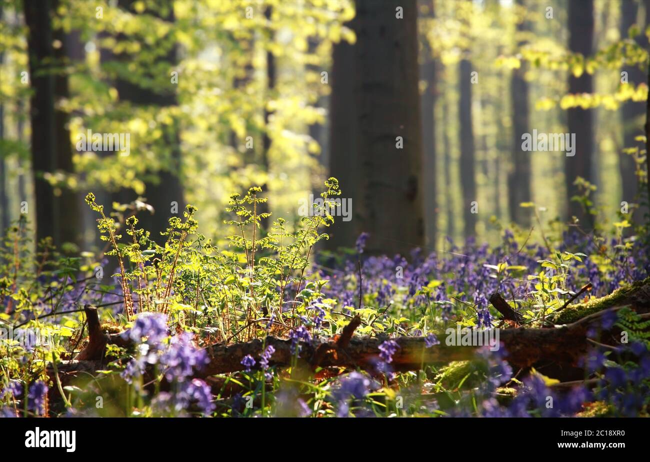 fern and bluebell flowers in forest Stock Photo - Alamy