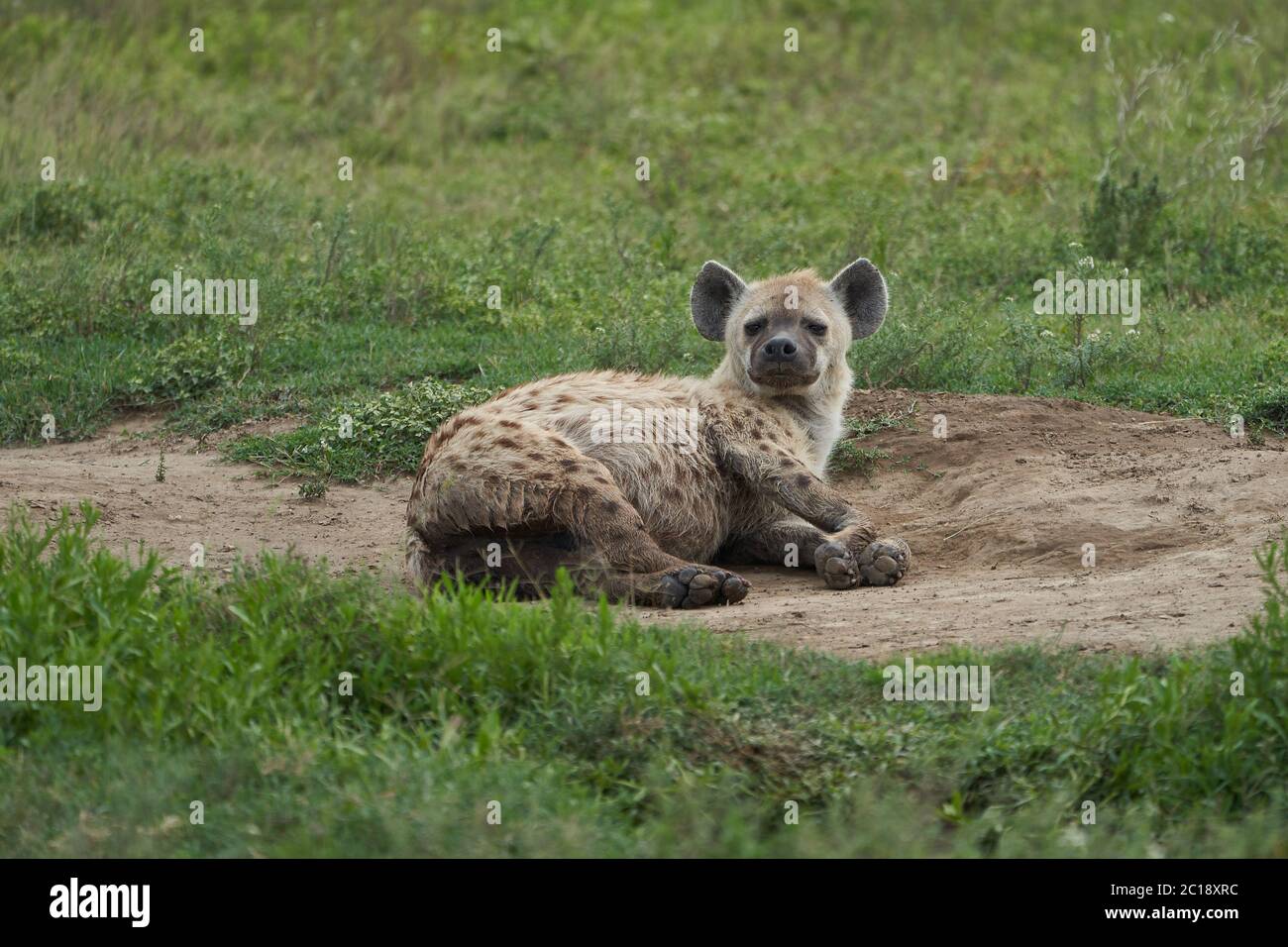 Laughing hyena africa hi-res stock photography and images - Alamy