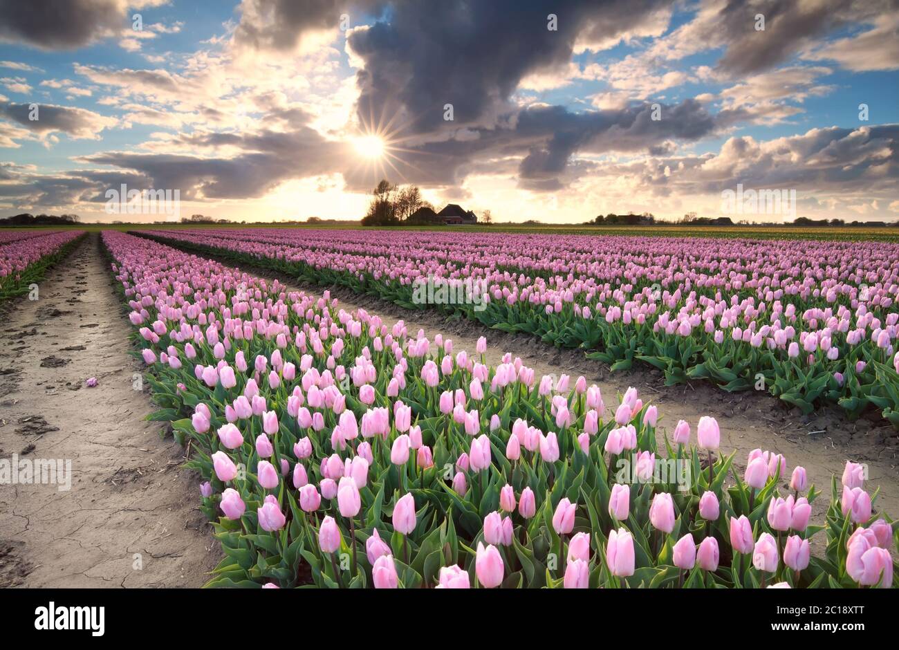 Tulip spring sunshine hi-res stock photography and images - Alamy