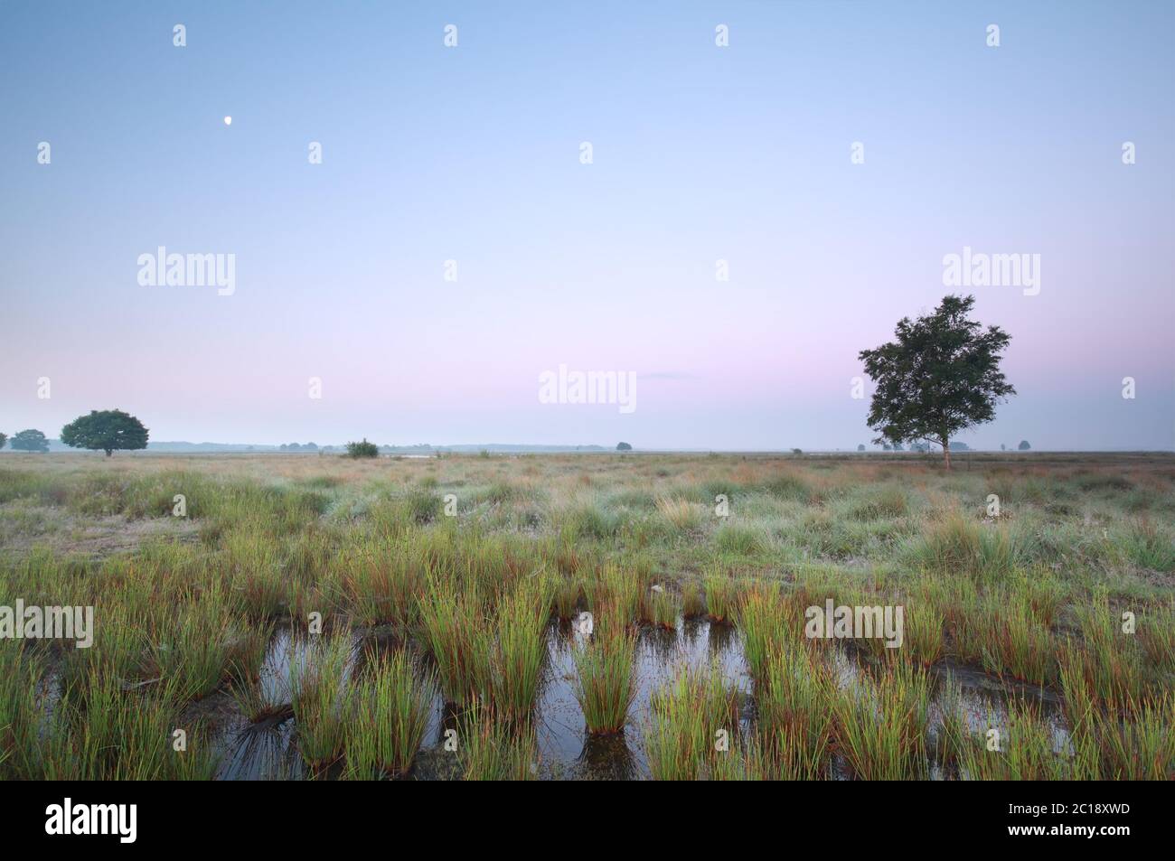 moon over marsh at dawn Stock Photo - Alamy