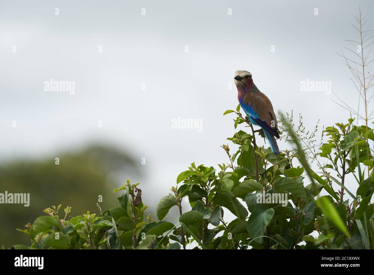 Lilac breasted roller Coracias caudatus Africa Coraciidae Portrait on a ...