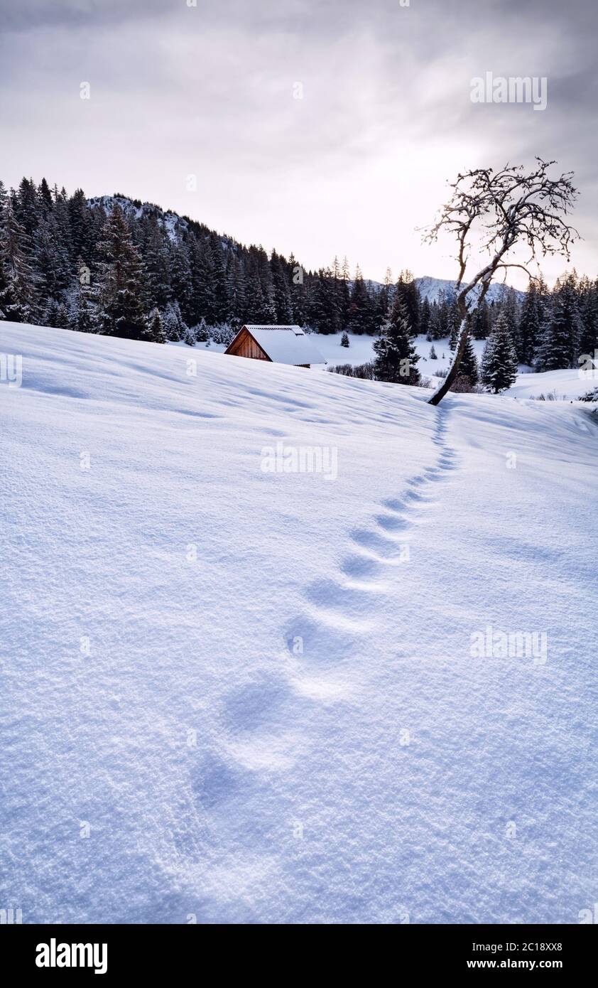 Fox tracks in snow hi-res stock photography and images - Alamy