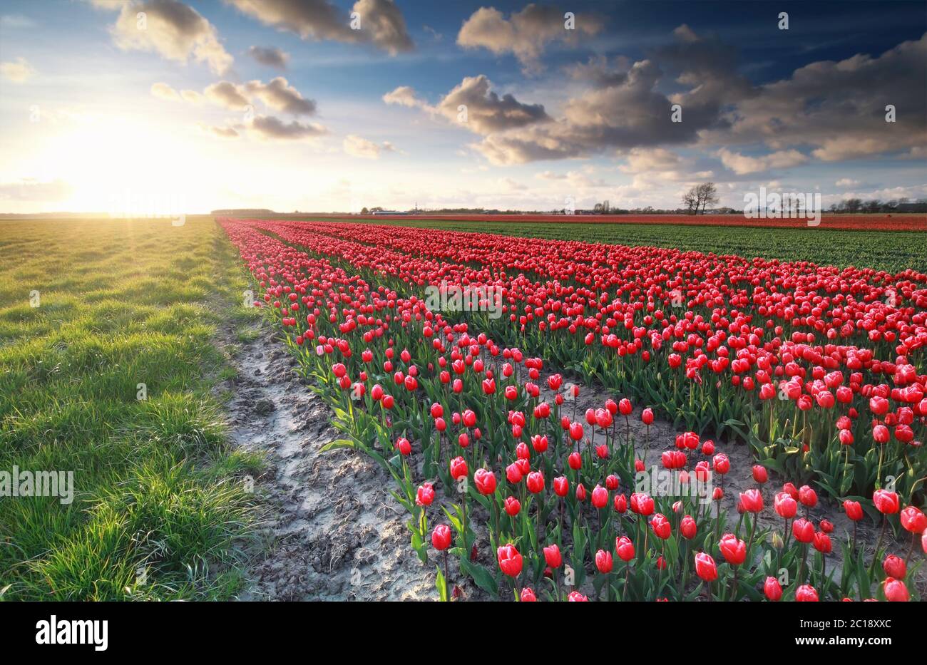 red tulip field and beautiful sky Stock Photo - Alamy