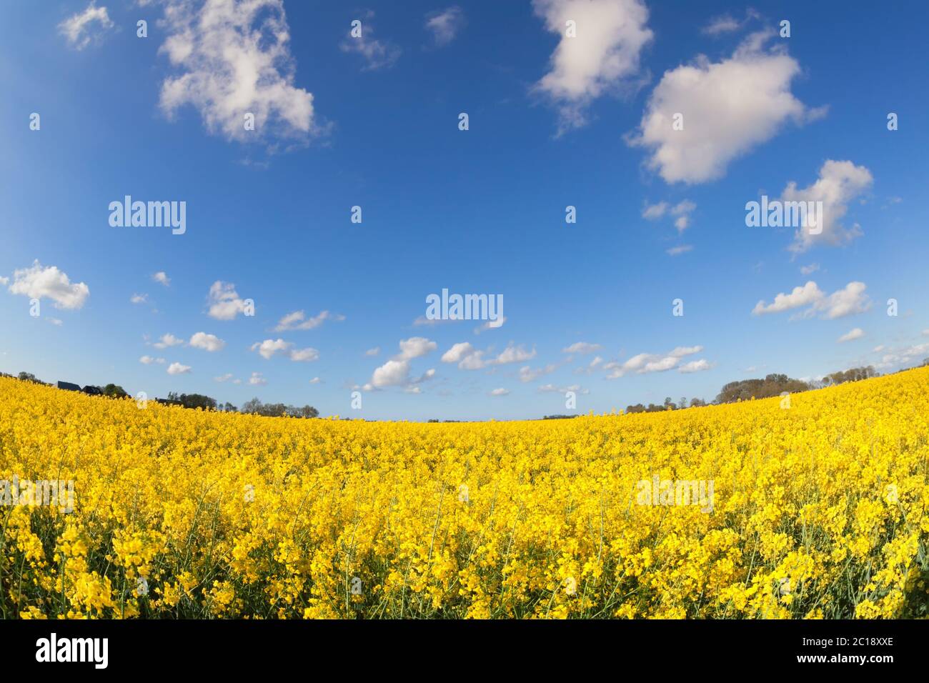 Yellow canola hi-res stock photography and images - Alamy