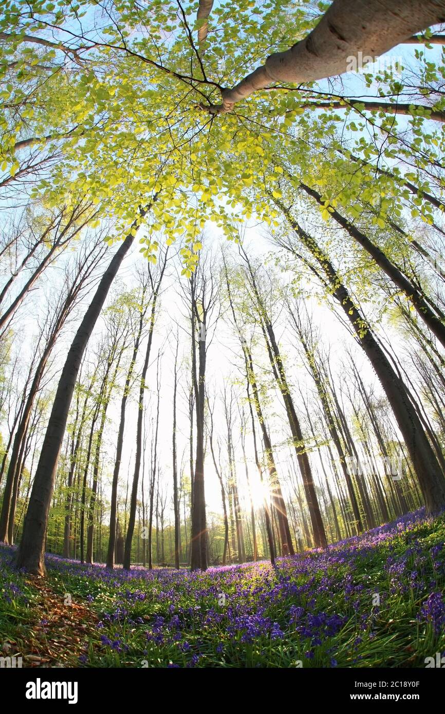 sunshine in spring flowering forest Stock Photo - Alamy