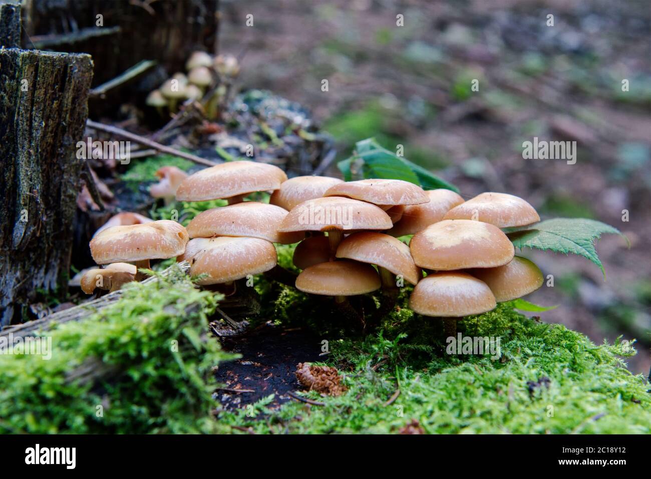 Beautiful closeup mushrooms growing hi-res stock photography and images ...