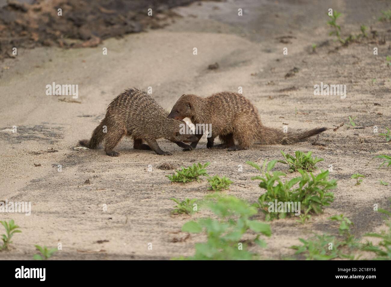 Banded mongoose Mungos mungo Group Playing Africa Stock Photo - Alamy