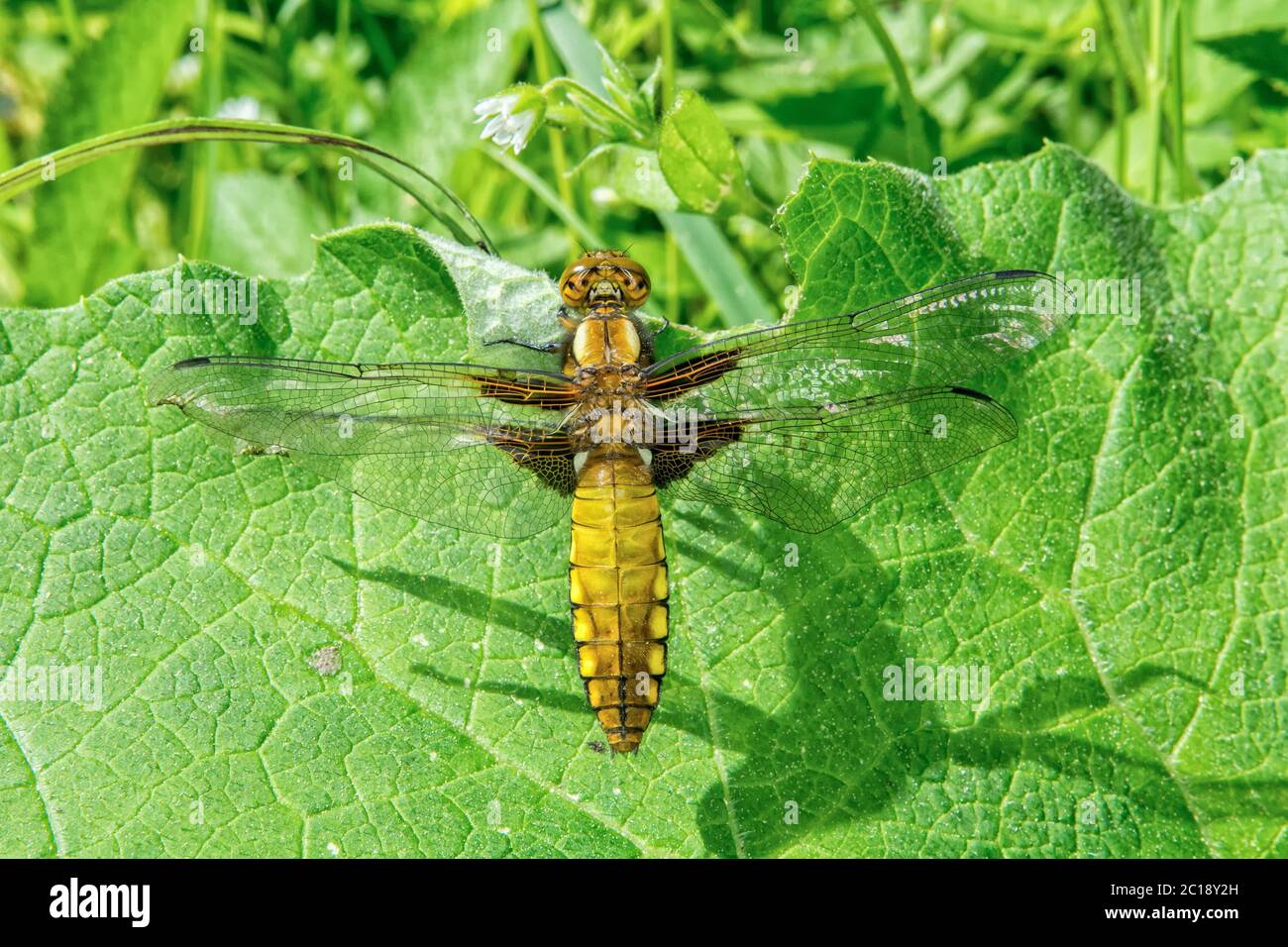 Dragonfly wasp hi-res stock photography and images - Alamy