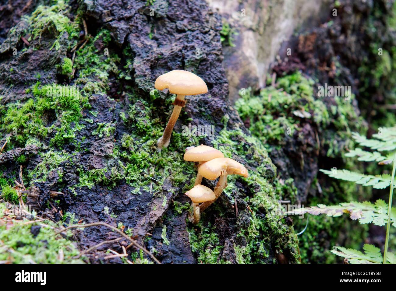 Group of wild mushrooms growing in a forest Stock Photo - Alamy
