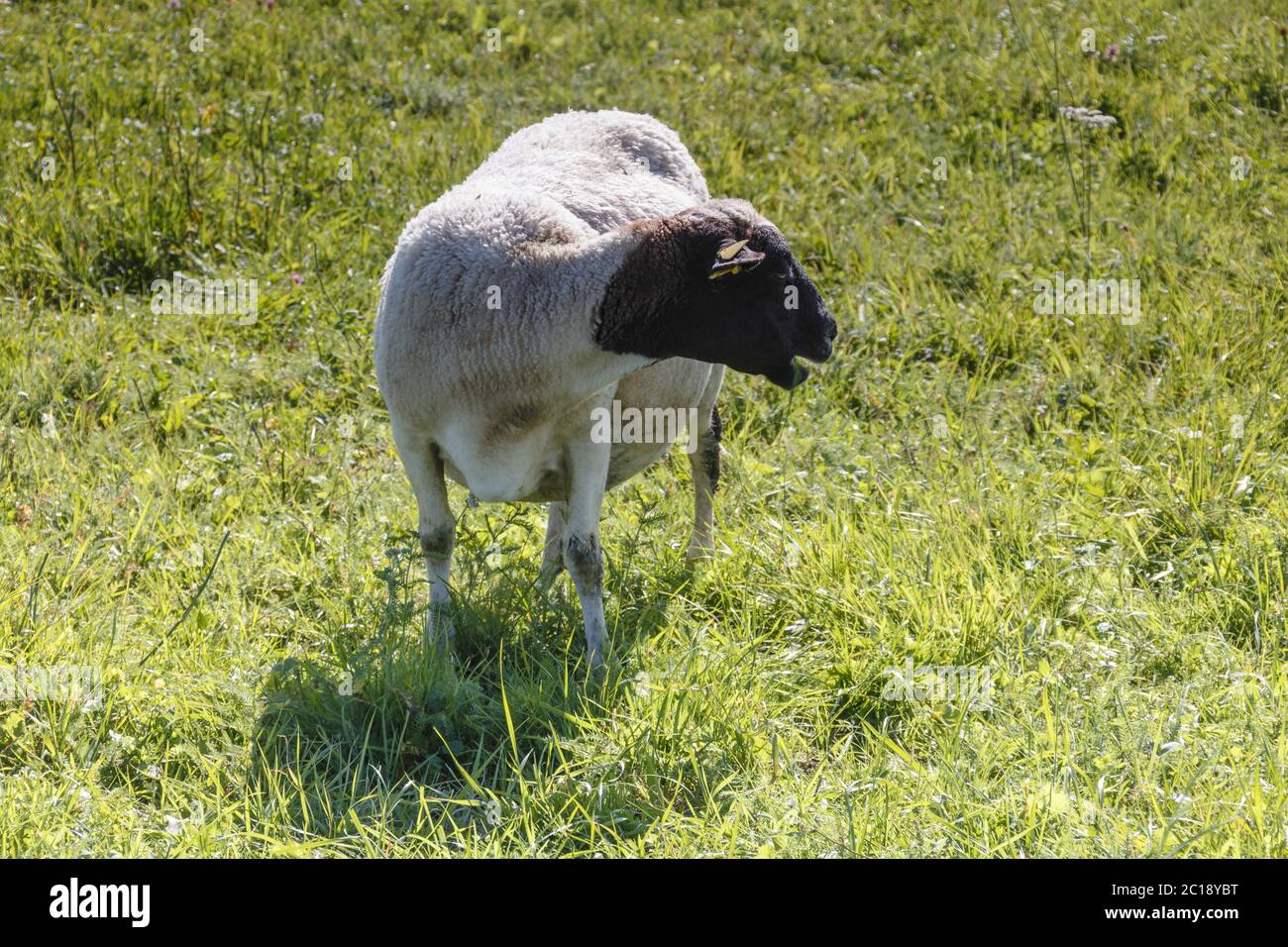 Race sheep hi-res stock photography and images - Alamy
