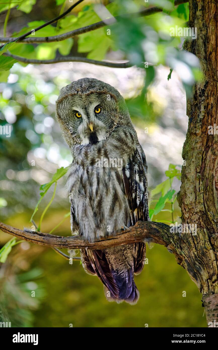 Great grey owl photography hi-res stock photography and images - Alamy