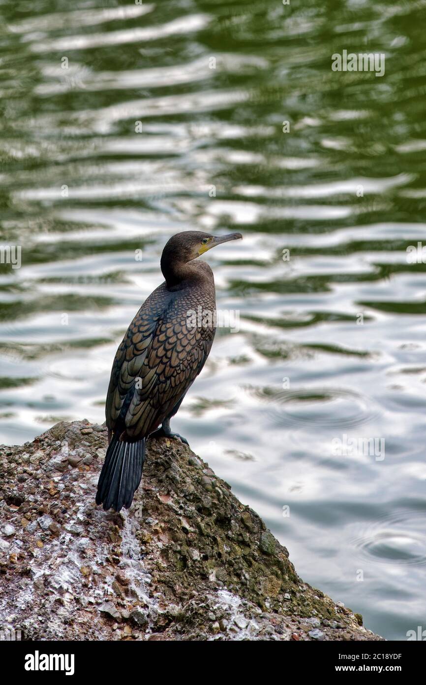 Great cormorant - Phalacrocorax carbo Stock Photo - Alamy