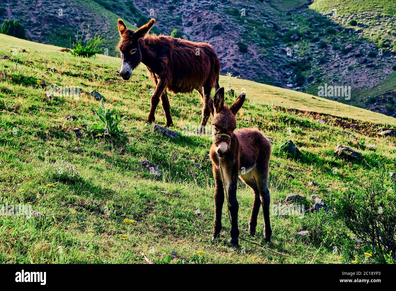 Stubborn donkey hi-res stock photography and images - Alamy