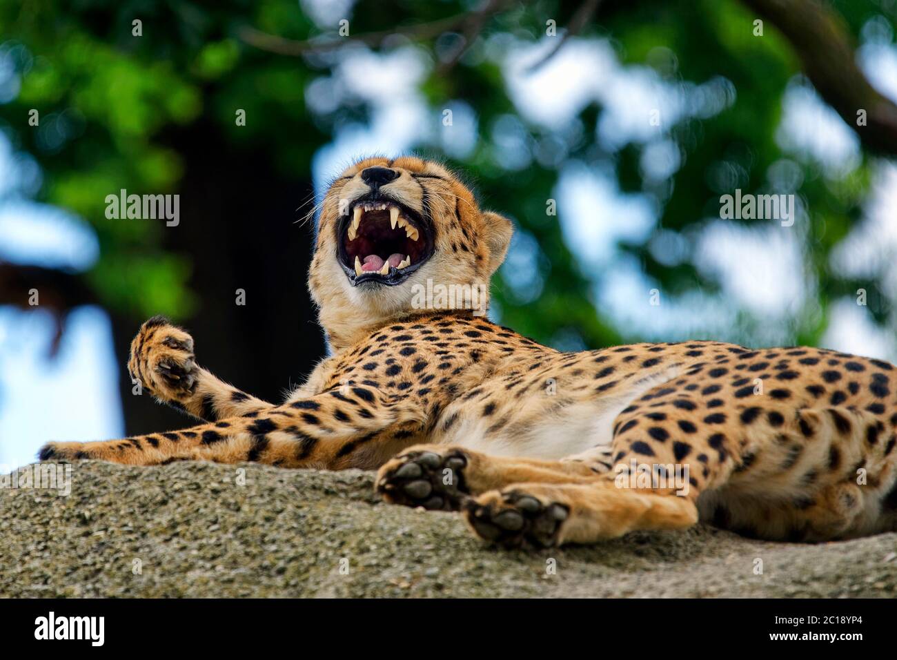 Laughing cheetah hi-res stock photography and images - Alamy