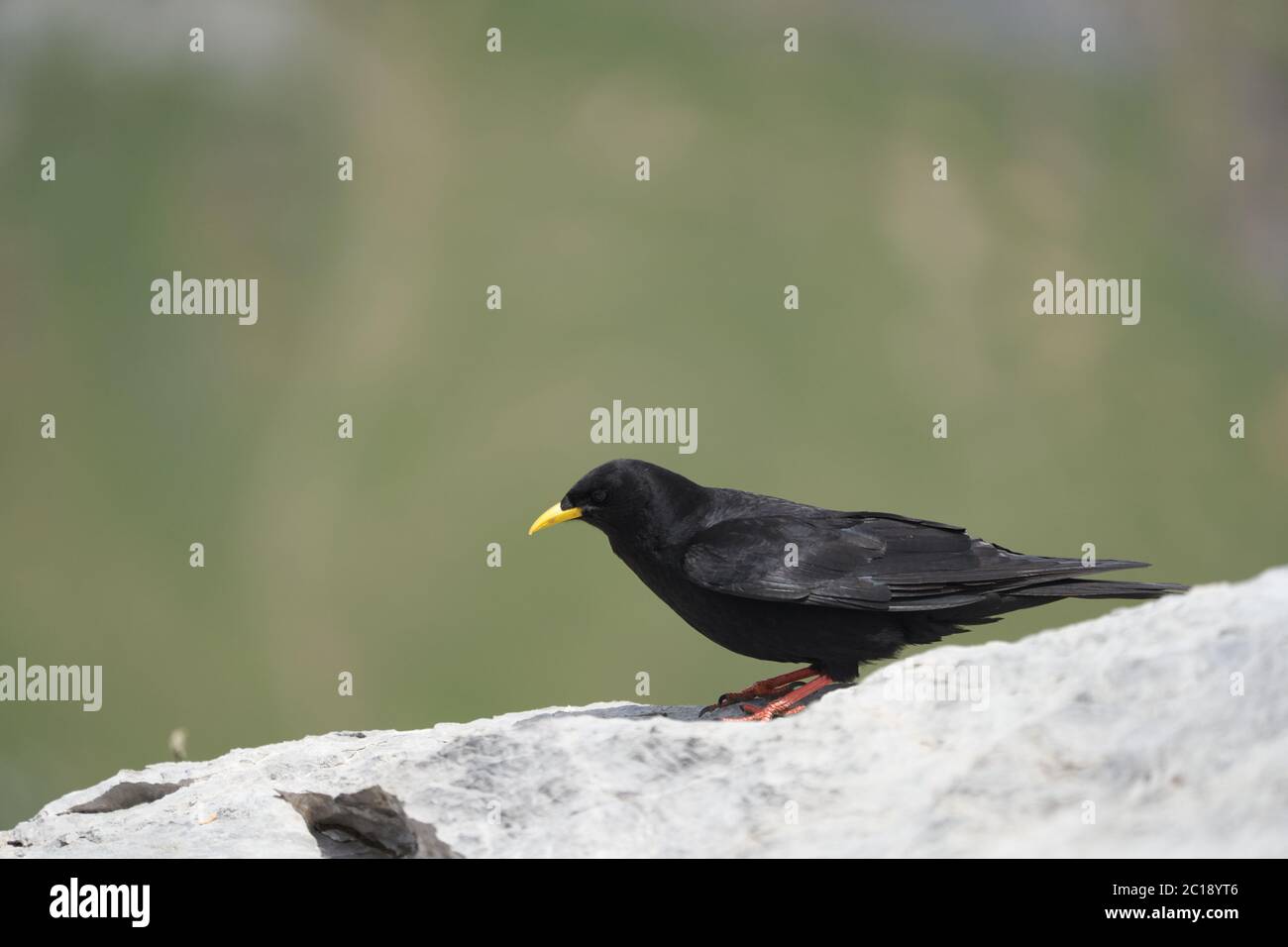 Alpine chough yellow billed Pyrrhocorax graculus crow Pyrrhocorax ...