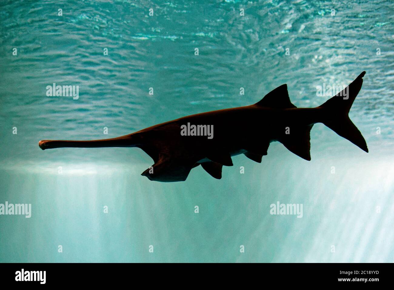 American paddlefish - Polyodon spathula Stock Photo - Alamy