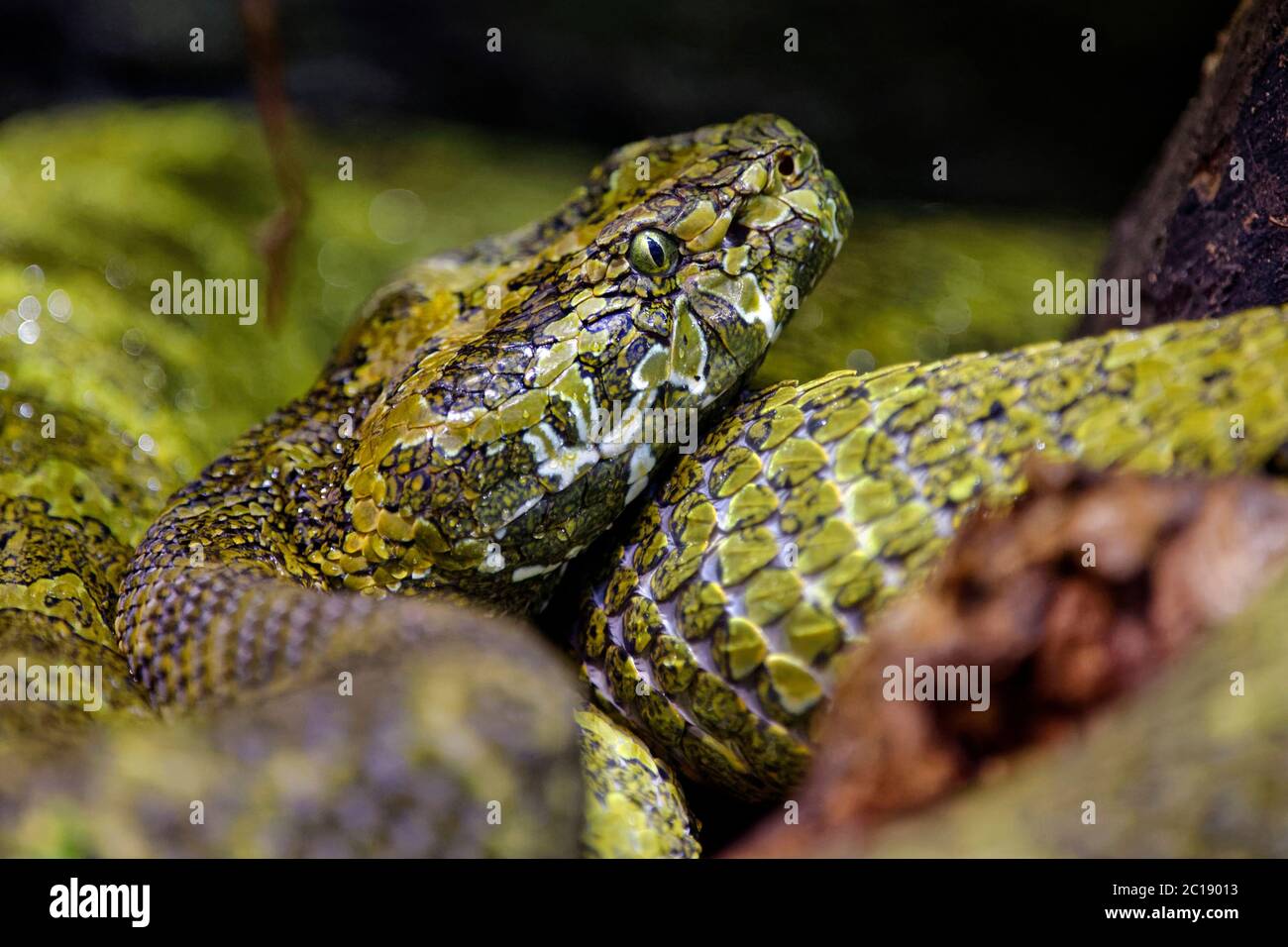 Mangshan pit viper - Protobothrops mangshanensis Stock Photo - Alamy