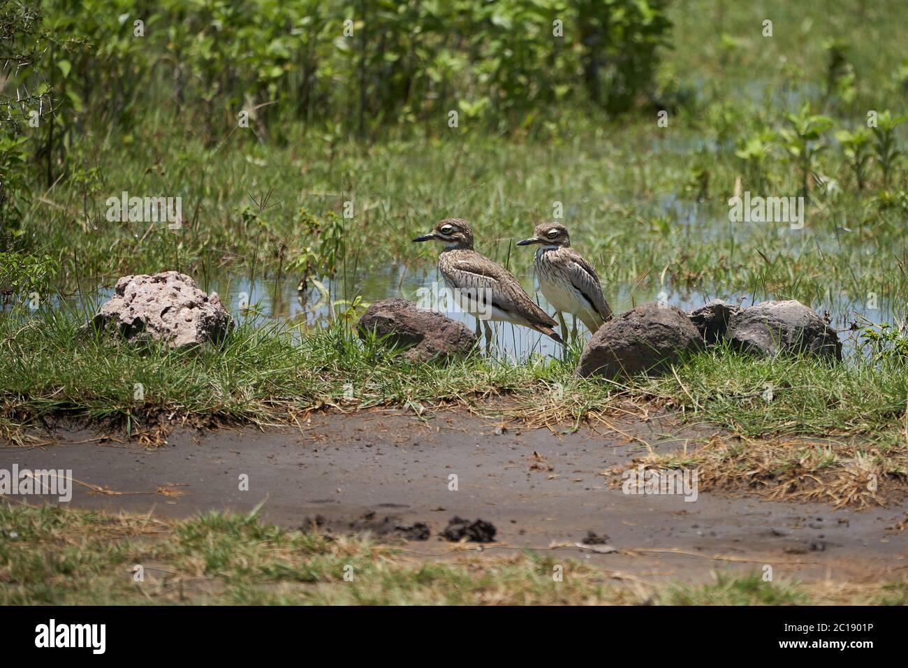 Water thick knee Burhinus vermiculatus water dikkop Burhinidae Tanzania ...
