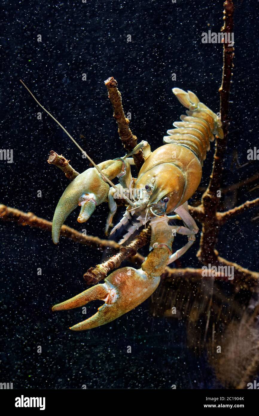 American signal crayfish hi-res stock photography and images - Alamy