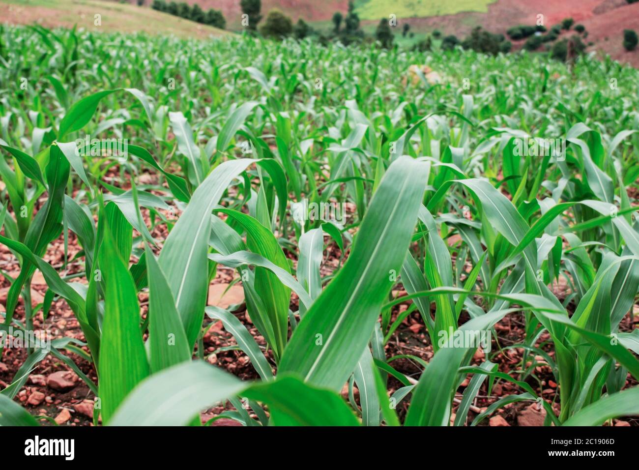 Fresh planted corn field hi-res stock photography and images - Alamy