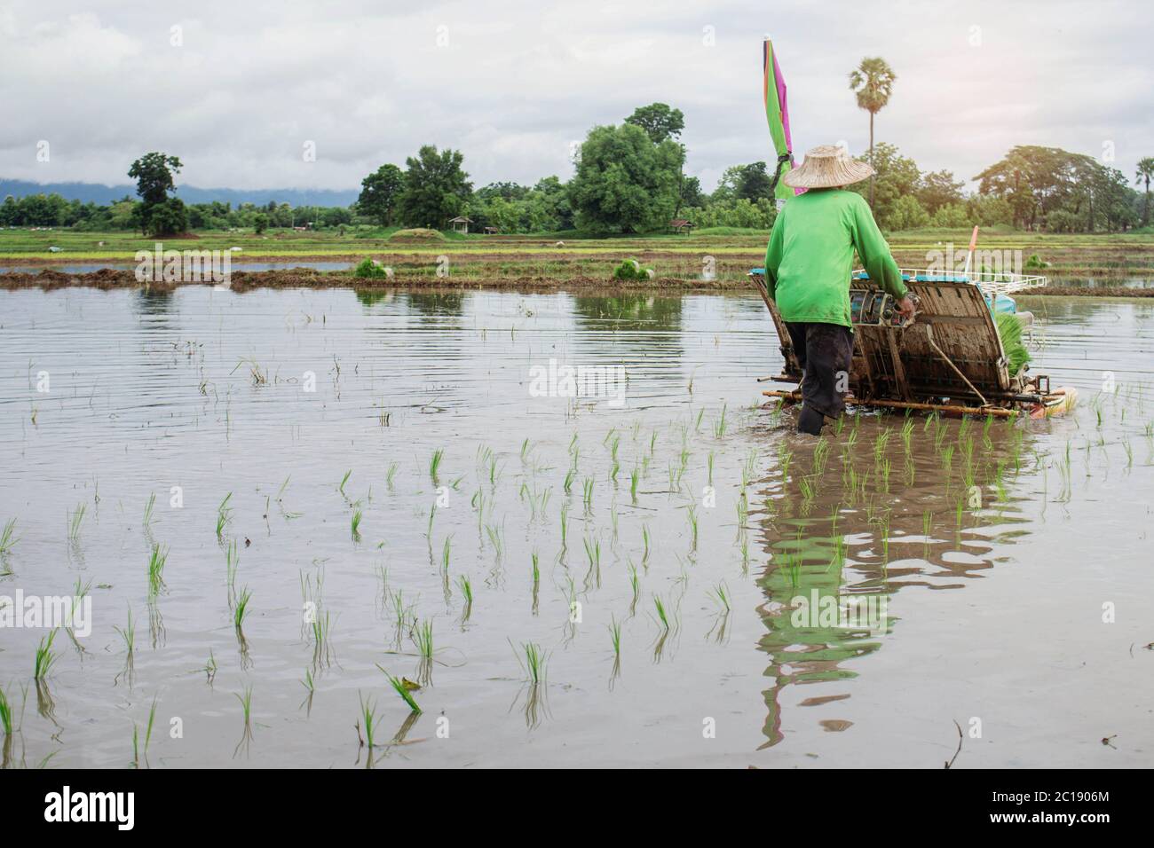 Farmers are planting rice Stock Photo - Alamy