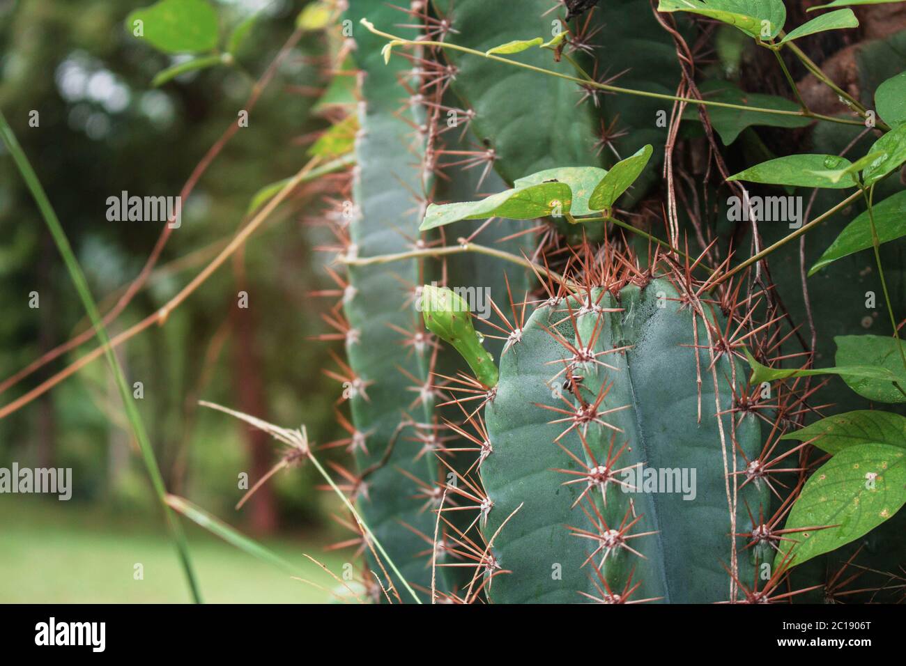 Jungle cactus hi-res stock photography and images - Alamy