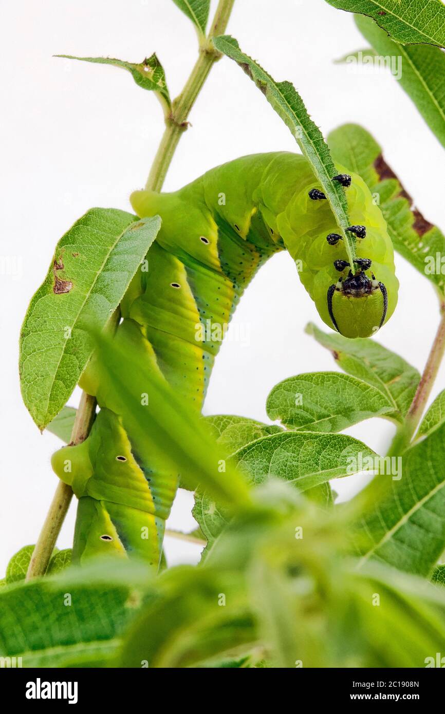 Death's-head hawkmoth larva (caterpillar) - Acherontia atropos Stock ...