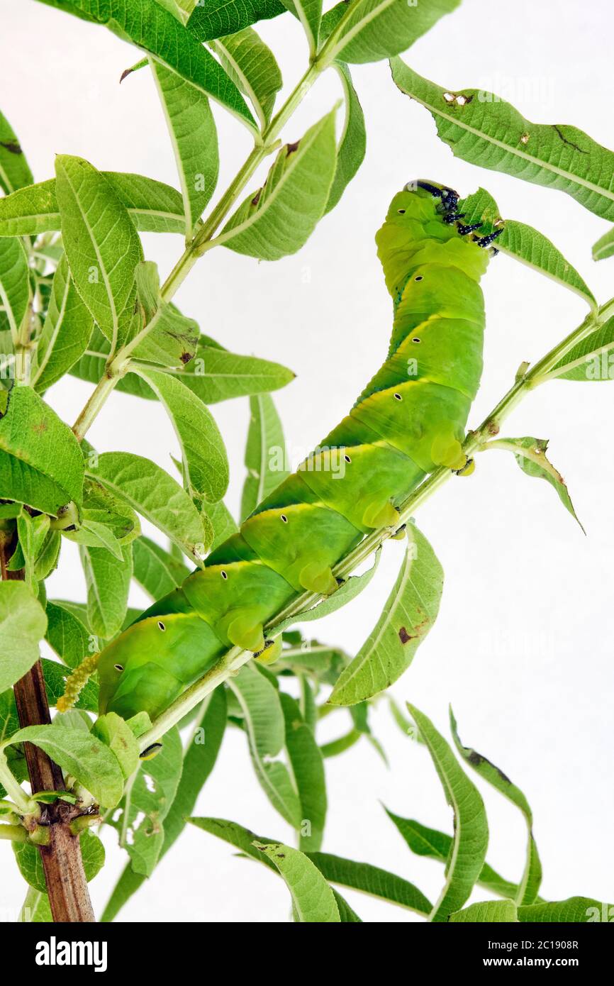 Death's-head hawkmoth larva (caterpillar) - Acherontia atropos Stock ...