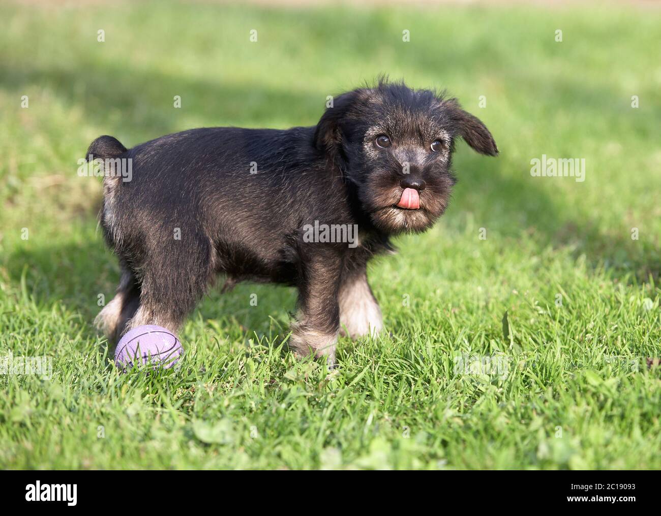 Mittelschnauzer puppy on green grass Stock Photo - Alamy