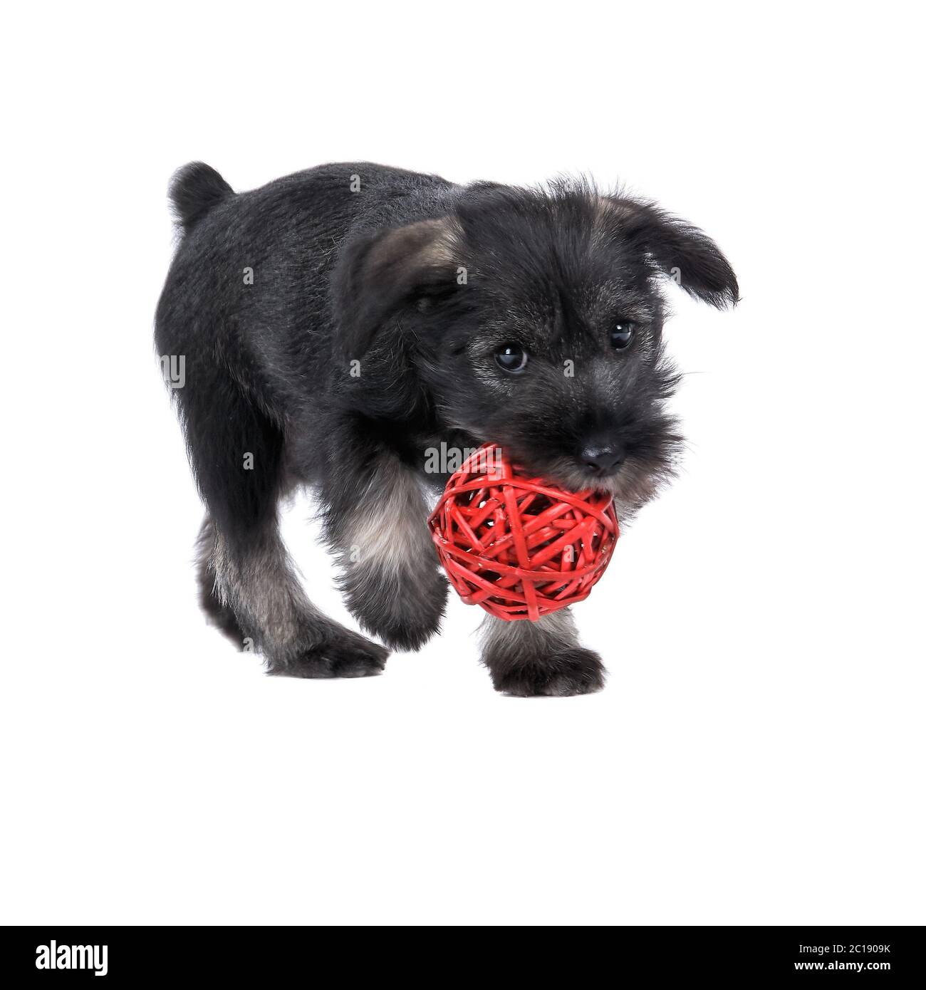 Mittelschnauzer puppy isolated on white background is playing with red ...