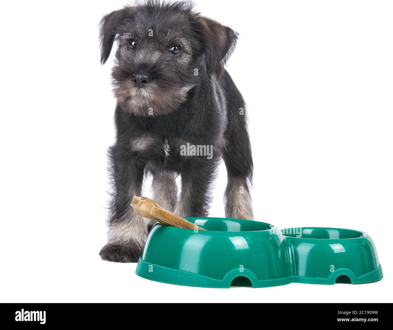 Mittelschnauzer puppy isolated on white background dog near bowl with ...