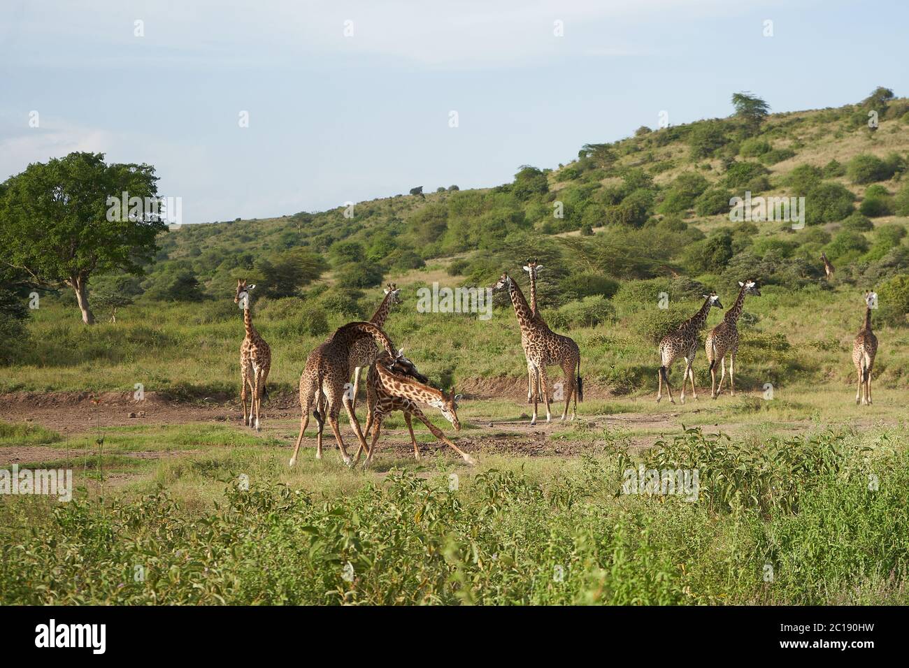 Giraffe neck fight hi-res stock photography and images - Alamy