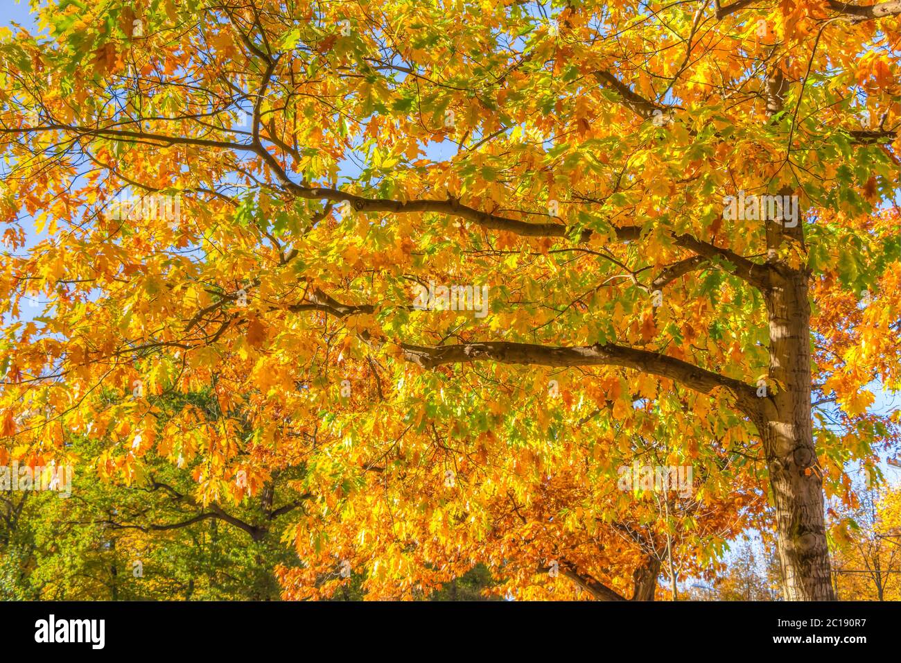 Falling leafes hi-res stock photography and images - Alamy