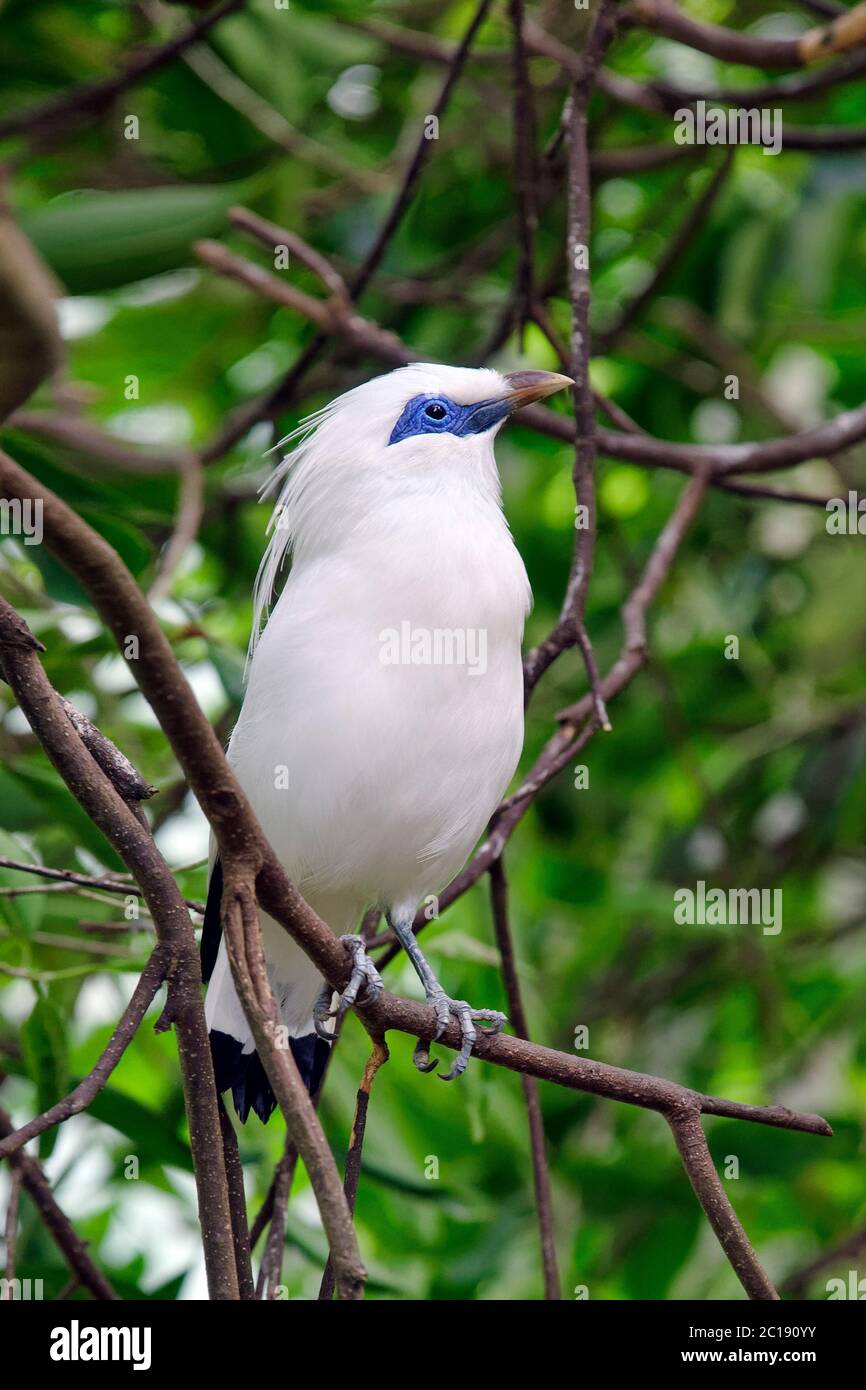 Rothschildi hi-res stock photography and images - Alamy