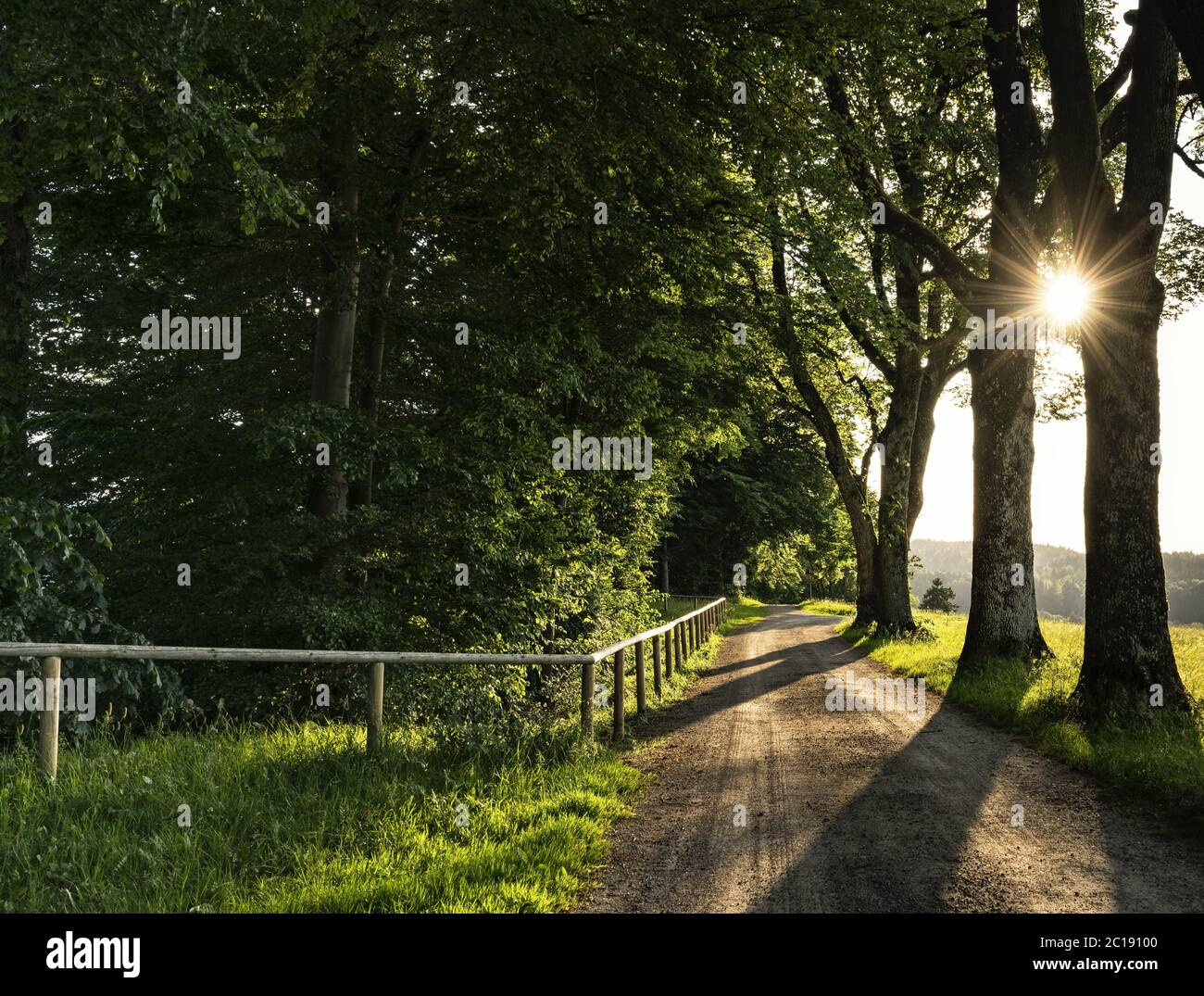 Forest path in sunshine Stock Photo - Alamy