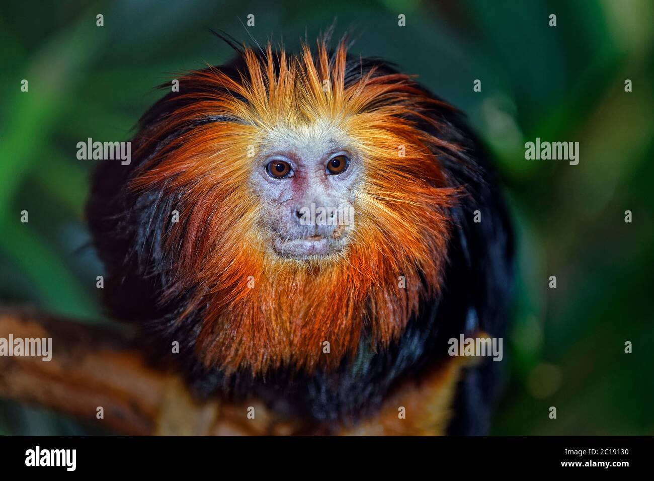 Tamarin leontopithecus chrysomelas hi-res stock photography and images ...