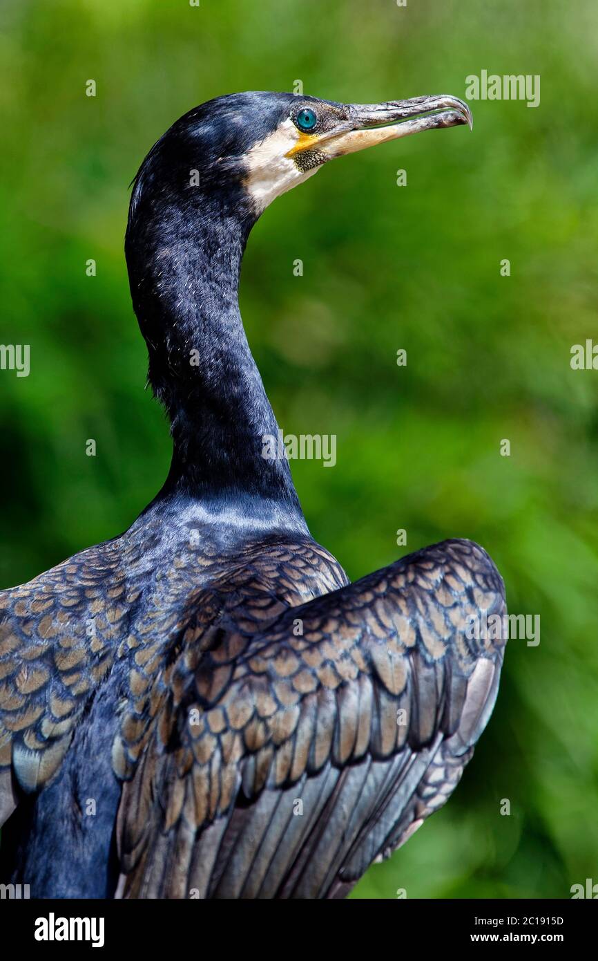 Great cormorant phalacrocorax carbo hi-res stock photography and images ...