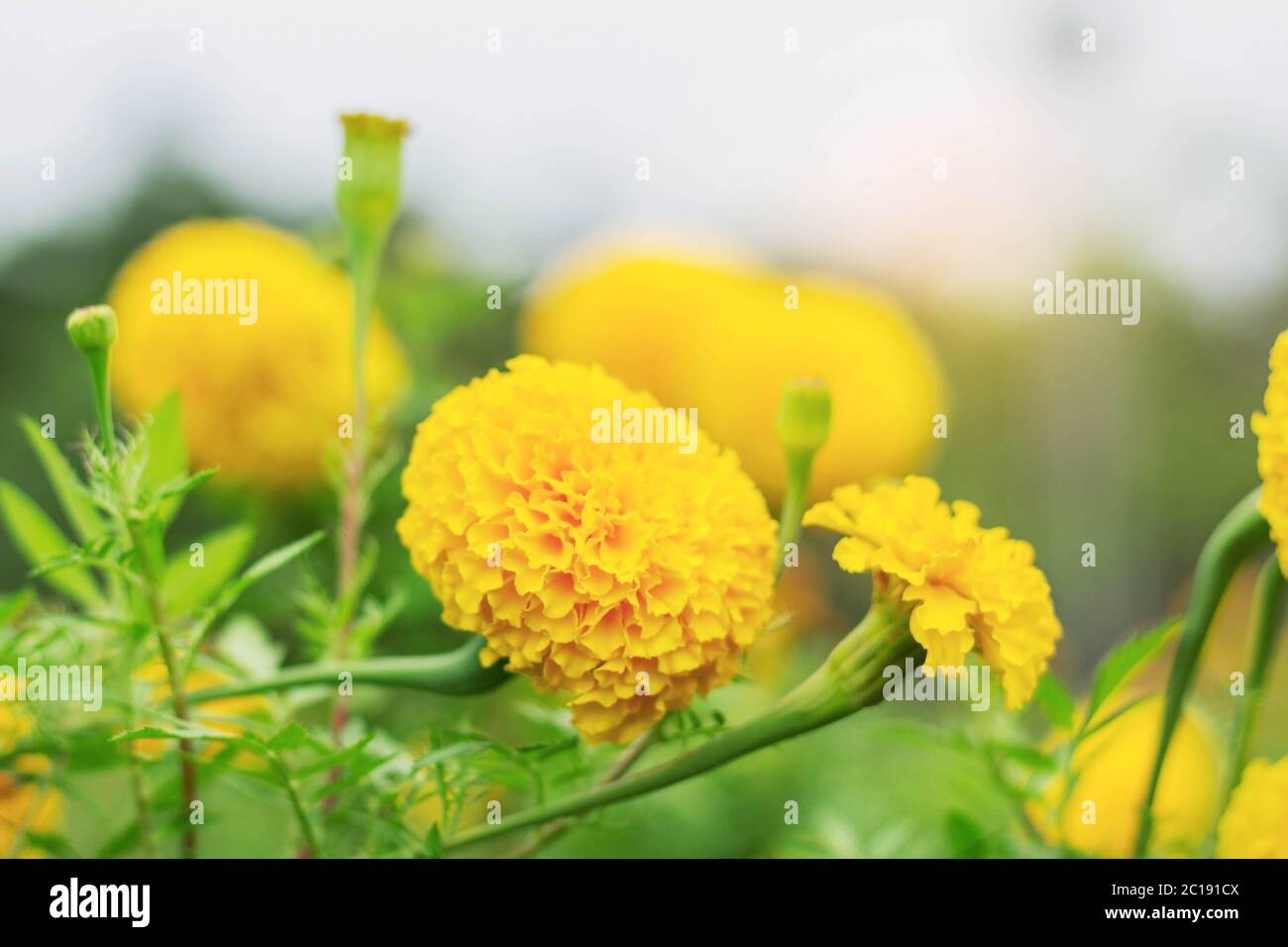 Beautiful field tree marigold hi-res stock photography and images - Alamy