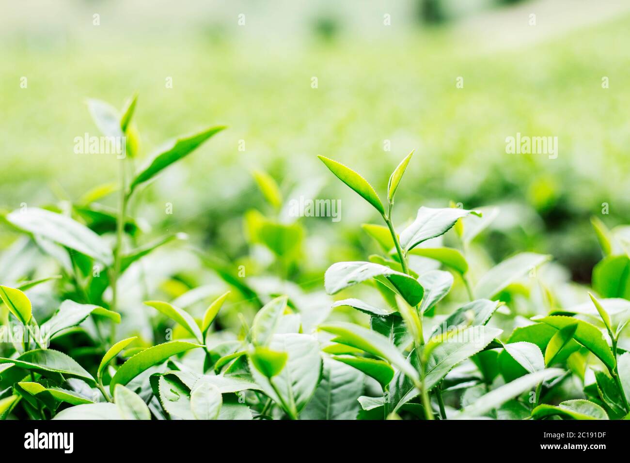 Green tea with freshness Stock Photo - Alamy