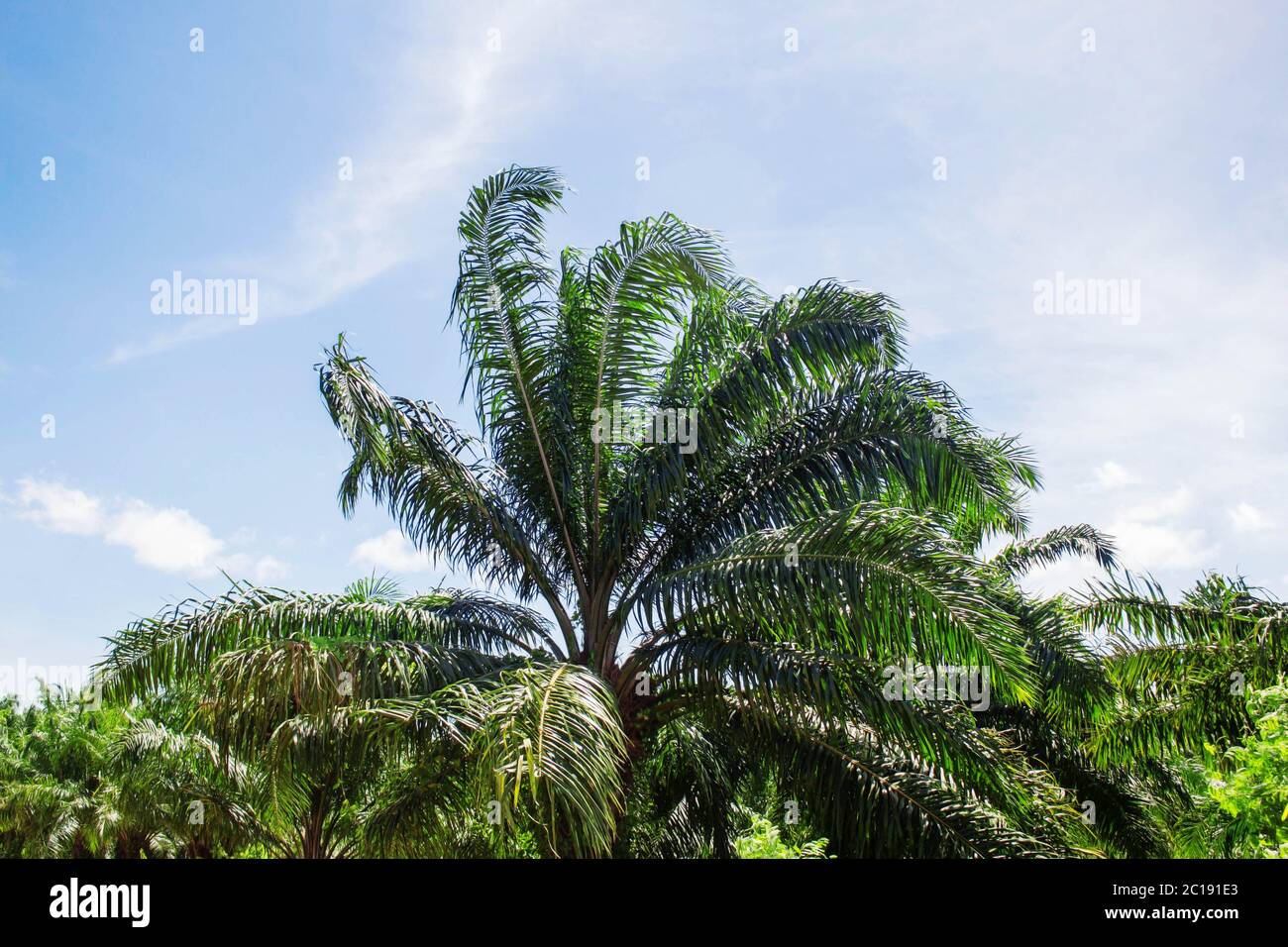 Palm trees with sky Stock Photo - Alamy