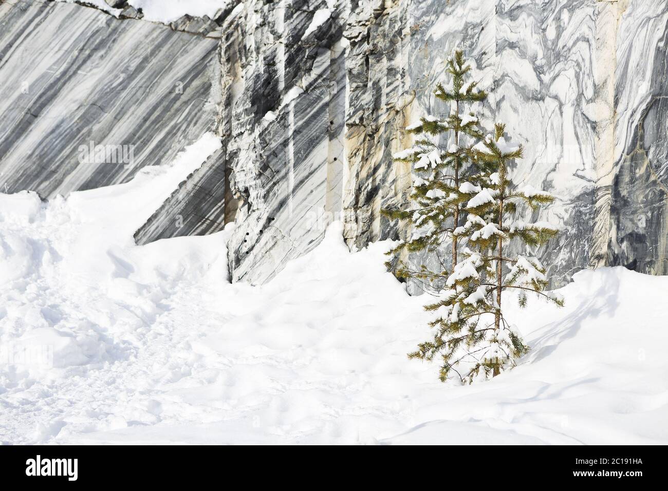 Winter landscape with snow and fir tree Stock Photo - Alamy