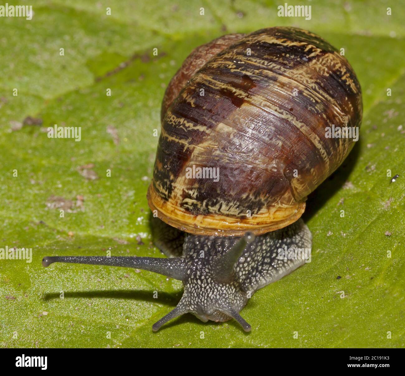 European garden snail hi-res stock photography and images - Alamy