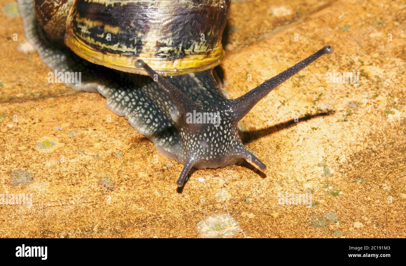 European snail hi-res stock photography and images - Alamy