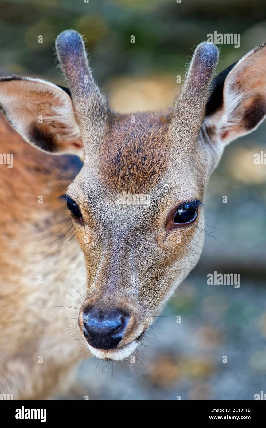 Japanese spotted deer hi-res stock photography and images - Alamy