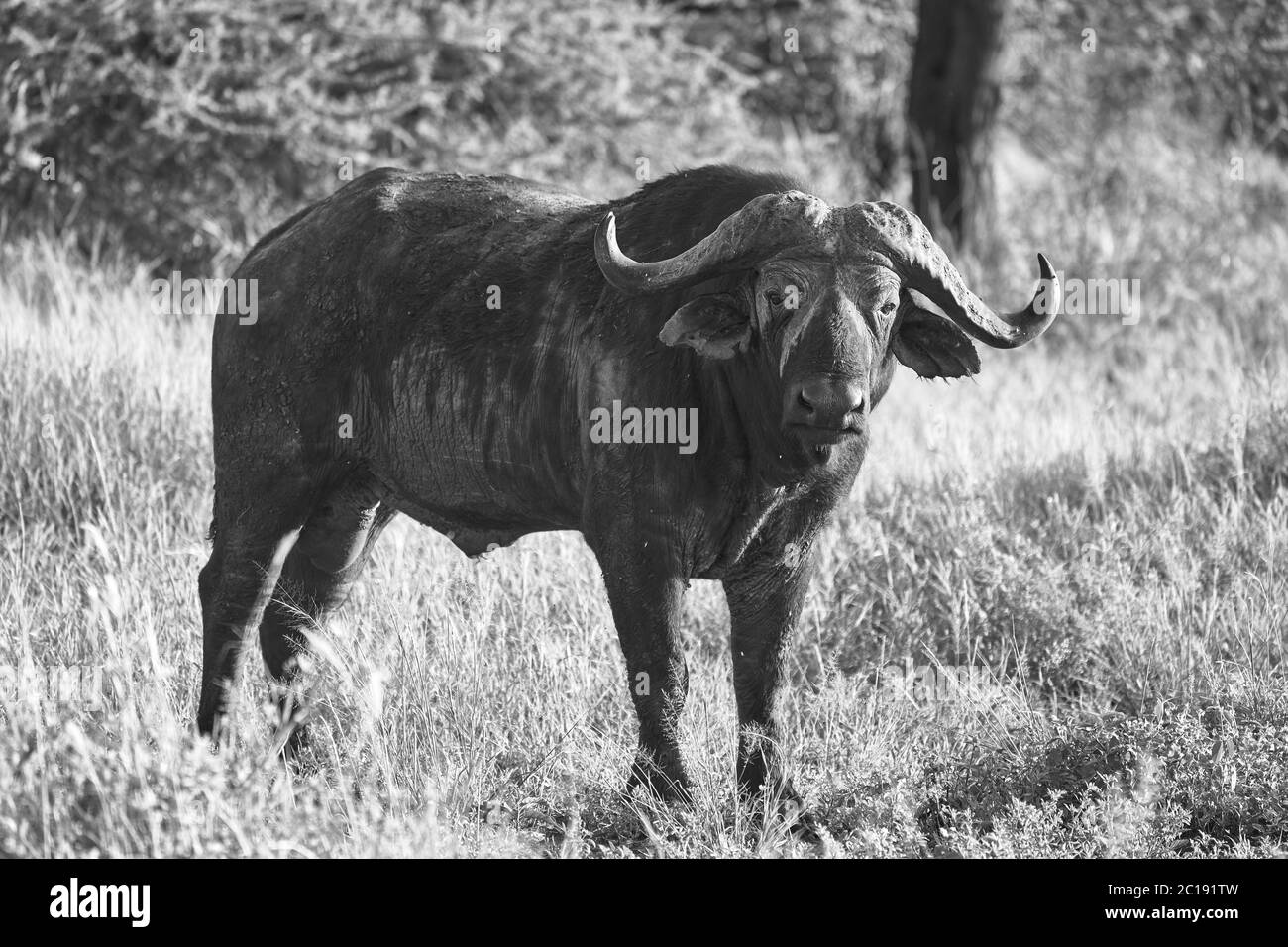 Water Buffalo Oasis Instructions at Kenneth Swope blog