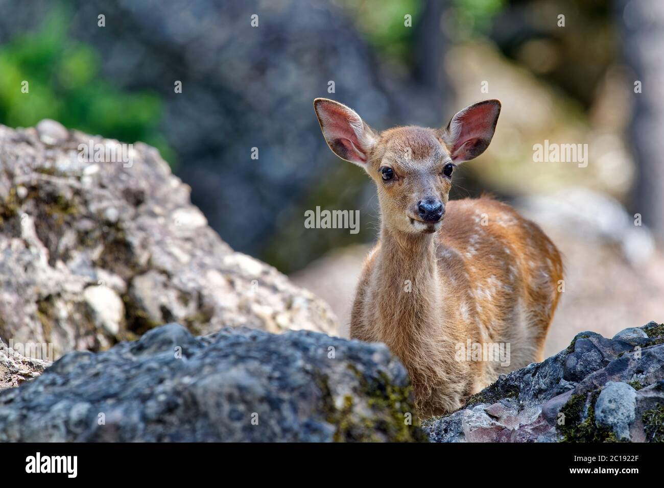 Japanese spotted deer hi-res stock photography and images - Alamy