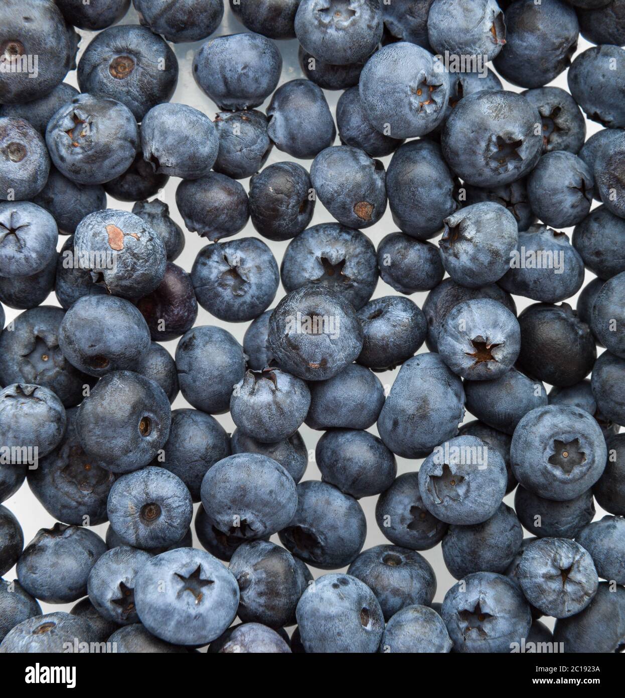 Freshly picked blueberries Stock Photo - Alamy