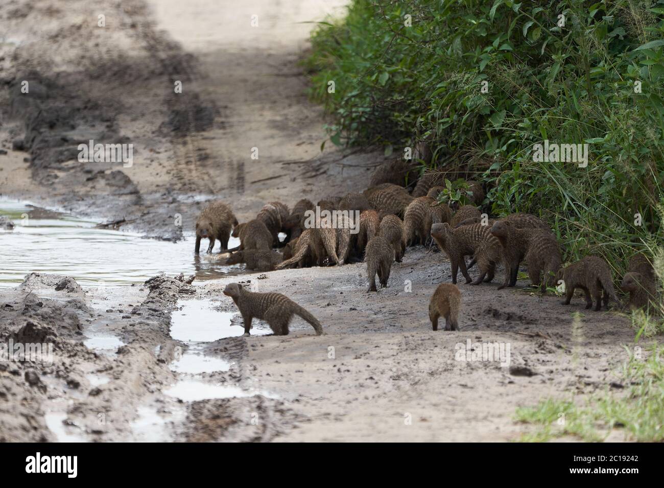 Banded mongoose Mungos mungo Group Playing Africa Stock Photo - Alamy