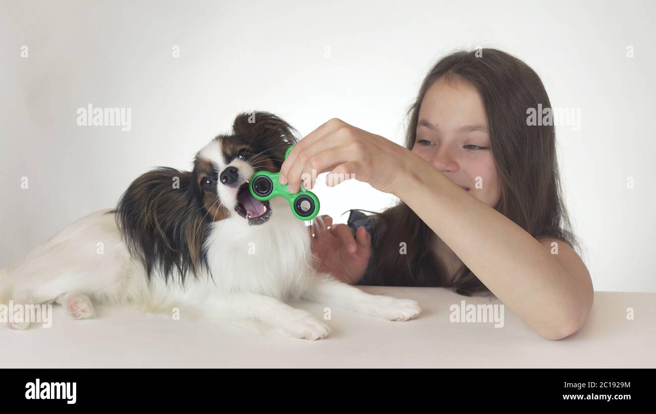 Dog Continental Toy Spaniel Papillon helps the girl spin the green ...